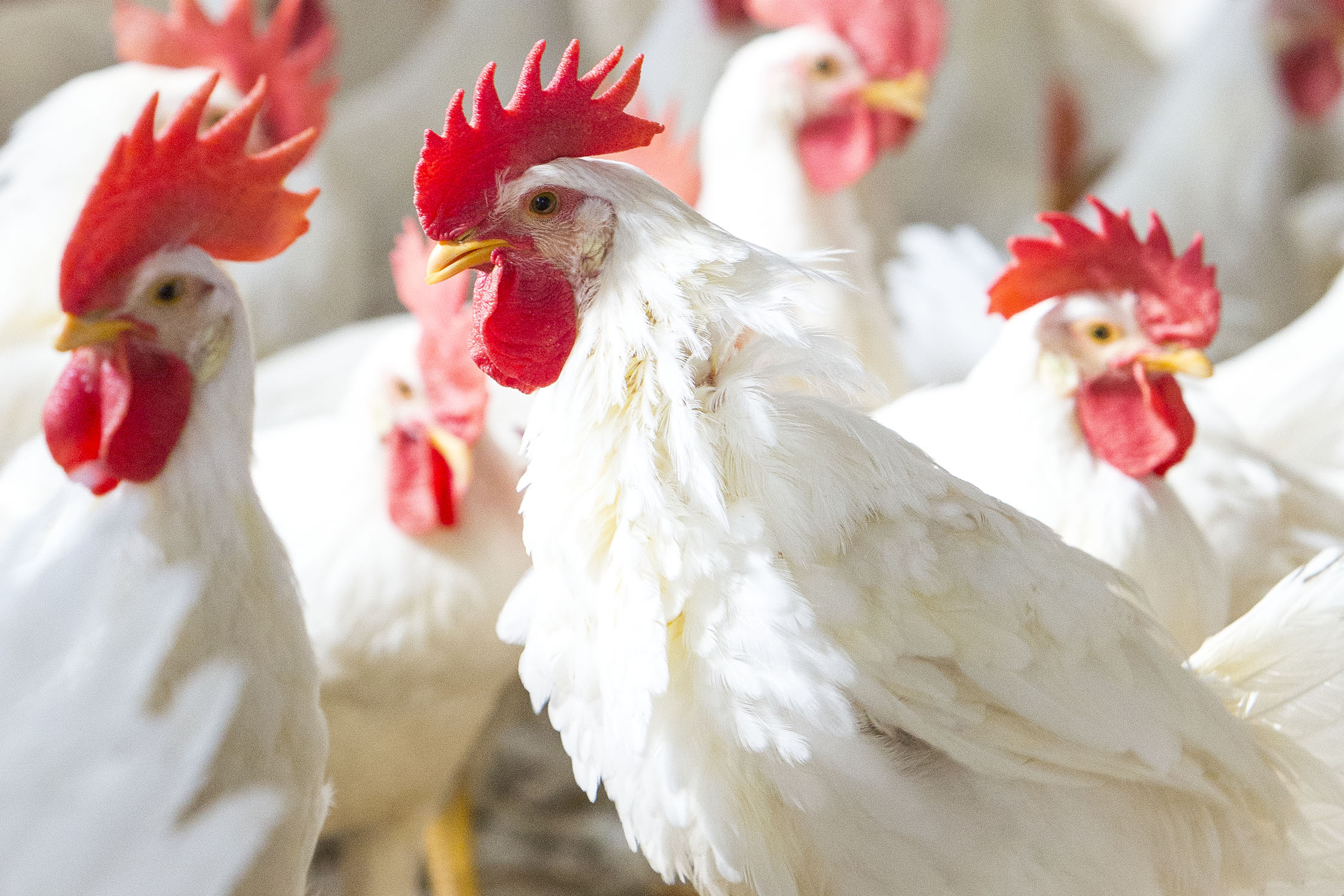 Biofeed Technology - Animal Health & Nutrition